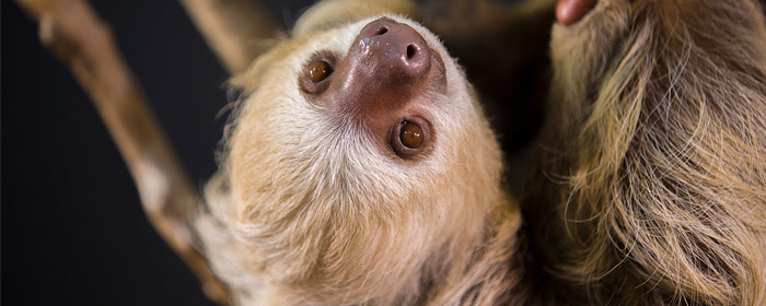 Meet Mila the Sloth at SeaWorld Orlando | BestofOrlando.com