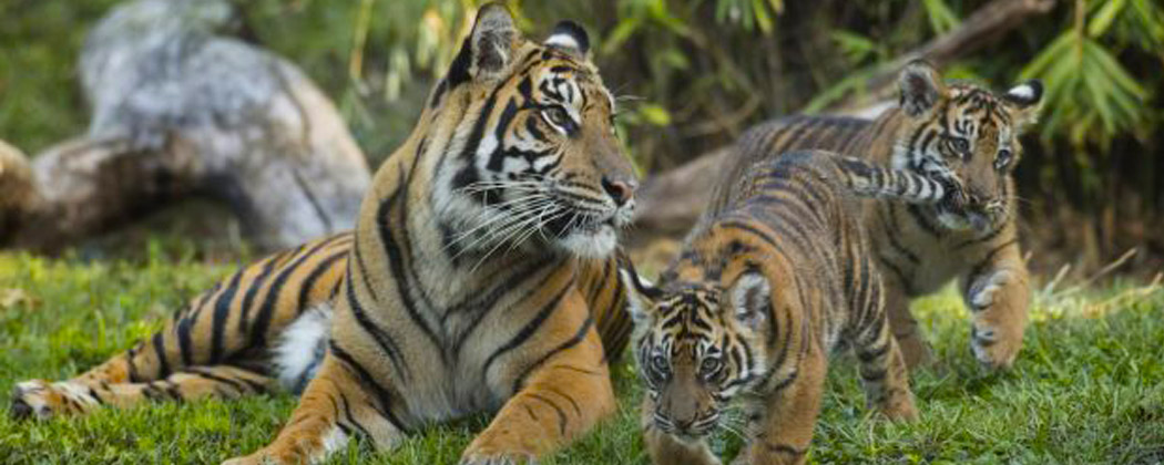 Animal Park Theme